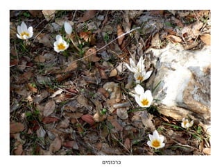שמורת הטבע מירון Nature Reserve Mount Miron in Israel | PPS