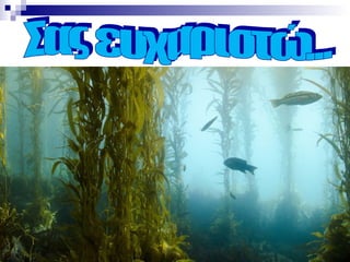 Project Φύκη : Ιδέες για εφαρμογή προγράμματος σχολικών δραστηριοτήτων ...