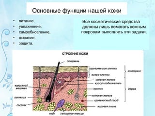 зимний уход за кожей | PPT | Skin and Dermatology | Diseases and Conditions