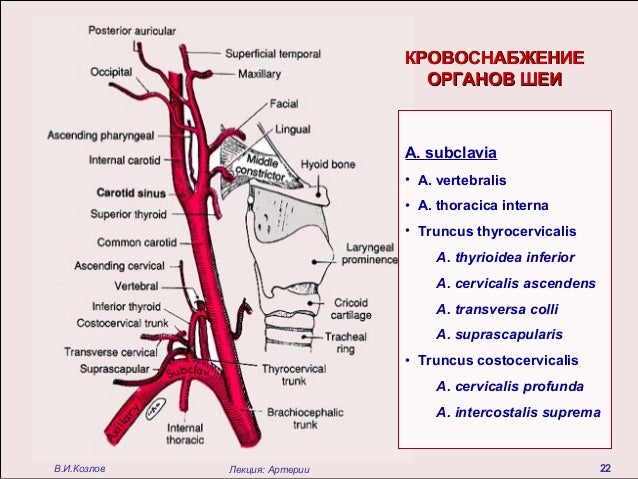 регионарные и магистральные артерии. кровоснабжение органов.