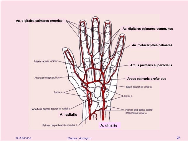регионарные и магистральные артерии. кровоснабжение органов.