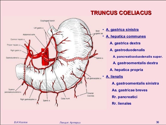 регионарные и магистральные артерии. кровоснабжение органов.