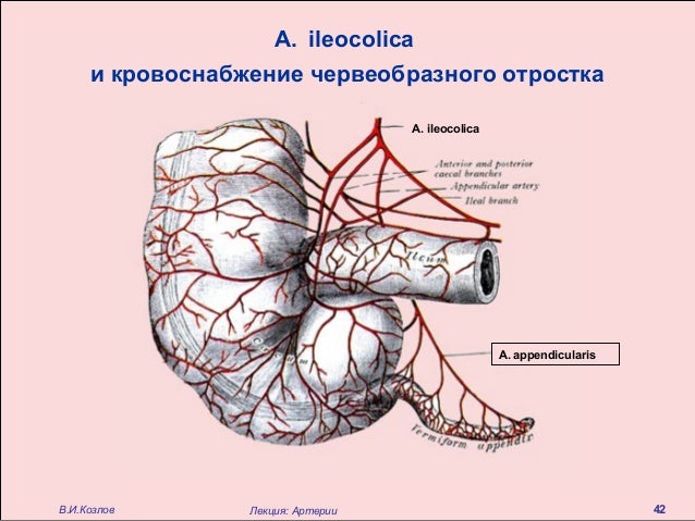 Arteria Appendicularis