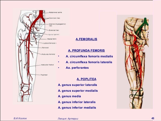 Arteria Femoralis Anatomie Verlauf Topographie Ste