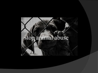 κακοποιηση ζωων | PPT