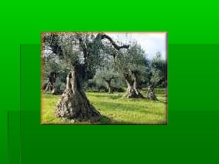 Τα δεντρα του σχολειου μας | PPT
