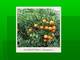 Τα δεντρα του σχολειου μας | PPT