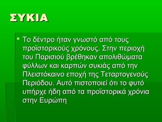 Τα δεντρα του σχολειου μας | PPT