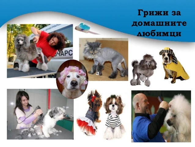 домашни любимци вал.