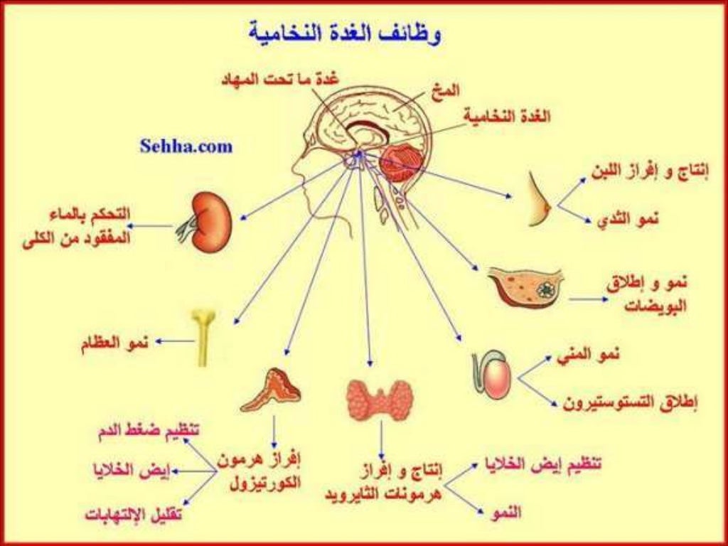 الغدد الصماء
