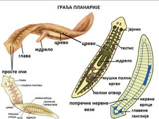Пљоснати црви | PPT
