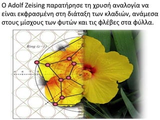Χρυσή τομή και φύση (project) | PPTX