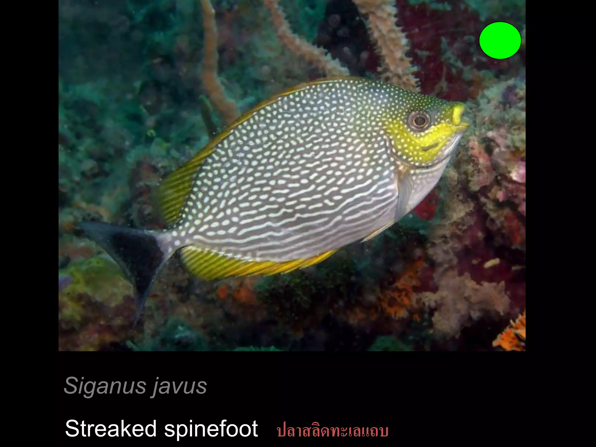 ชนิดและความชุกชุมของปลาแนวปะการัง อาดัง ราวี ตรัง | PDF