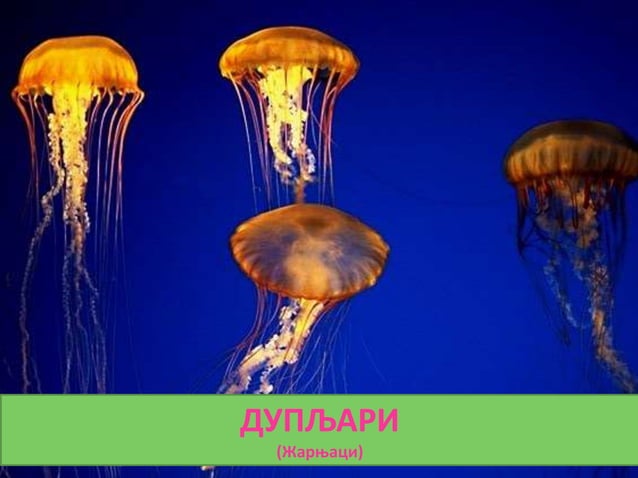 Дупљари | PPT