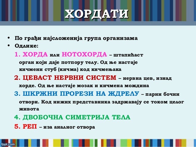 Хордати