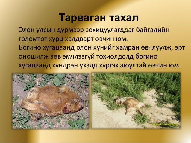 тарваган тахал