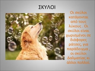ΠΑΡΟΥΣΙΑΣΗ ΓΙΑ ΤΑ ΣΚΥΛΙΑ ΚΑΙ ΤΙΣ ΡΑΤΣΕΣ ΤΟΥΣ | PPT