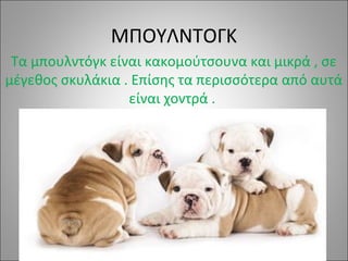 ΠΑΡΟΥΣΙΑΣΗ ΓΙΑ ΤΑ ΣΚΥΛΙΑ ΚΑΙ ΤΙΣ ΡΑΤΣΕΣ ΤΟΥΣ | PPT