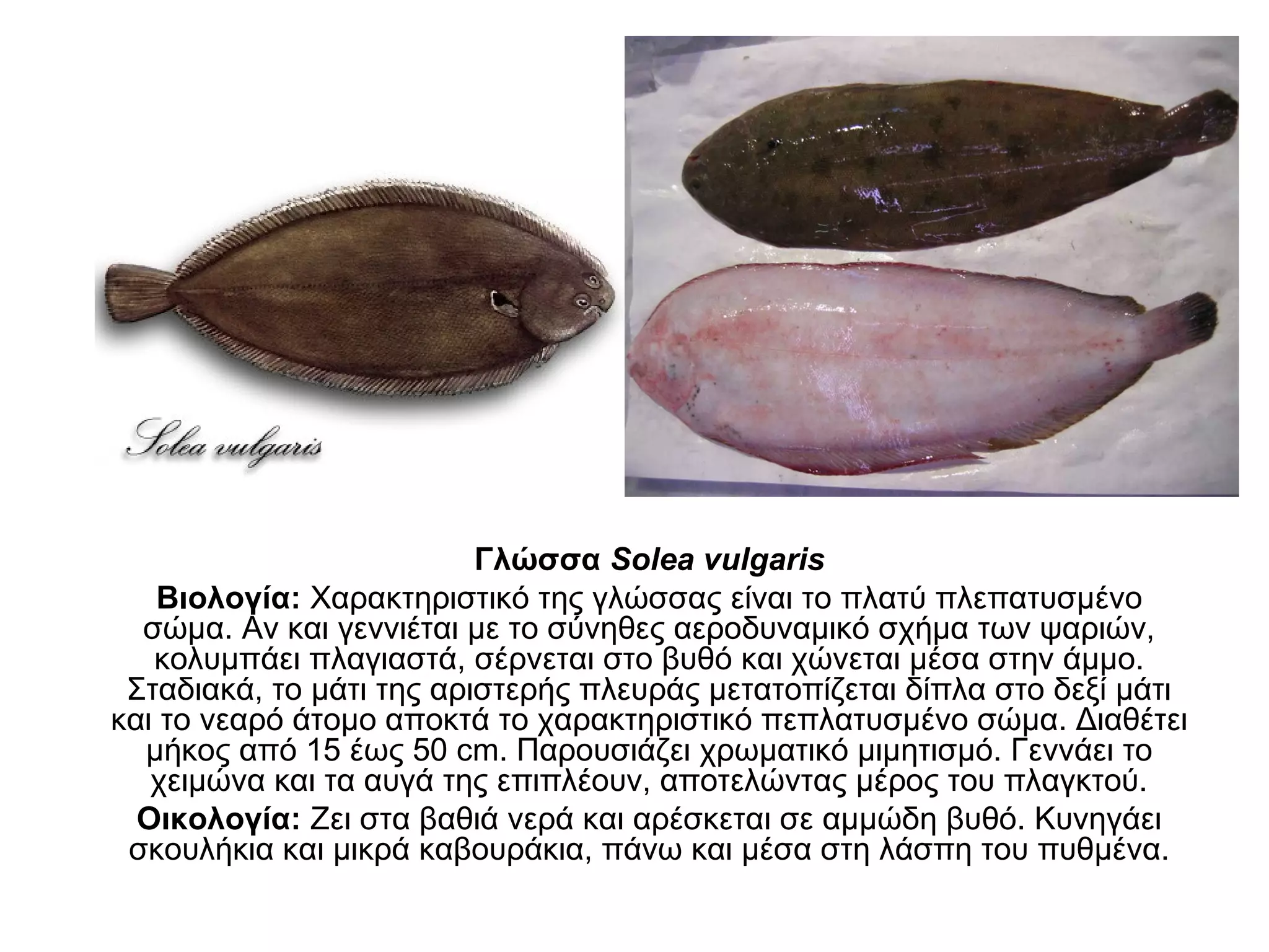 τα ψαρια της πρεβεζας | PPT