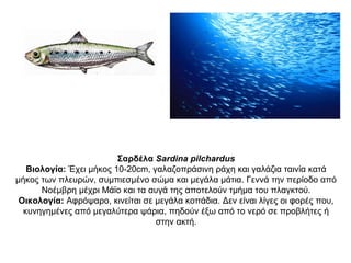 τα ψαρια της πρεβεζας | PPT