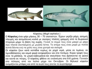 τα ψαρια της πρεβεζας | PPT