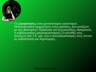 Οι Ζυμομύκητες στη μαγιά | PPT
