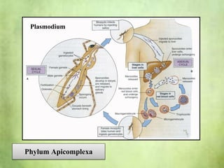 อาณาจักรโพรทิสตา | PDF