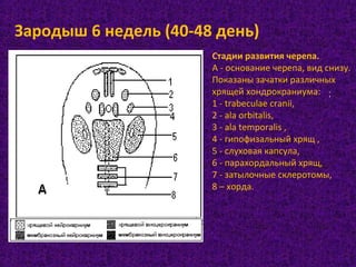 Периоды формирjвания лицевого скелета | PPT