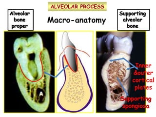 Alveolar process by dr 3mmar | PPTX