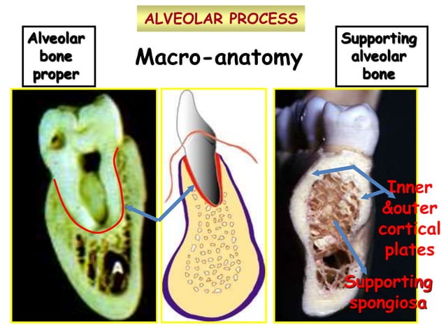 Alveolar process by dr 3mmar | PPTX