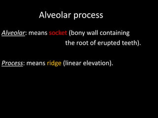 Alveolar process by dr 3mmar | PPTX