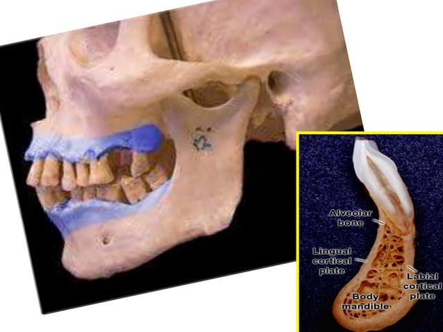 Alveolar process by dr 3mmar | PPTX