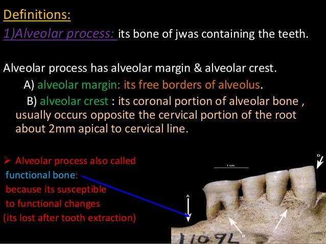 Alveolar process by dr 3mmar