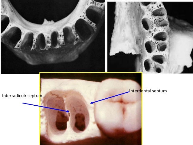 Alveolar process by dr 3mmar