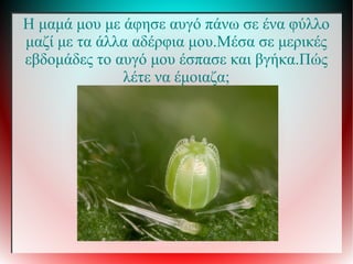 Tο μυστικό μιας πεταλούδας | PDF