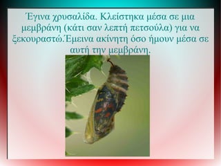 Tο μυστικό μιας πεταλούδας | PDF