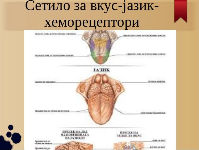 сетила и сетилни механизми