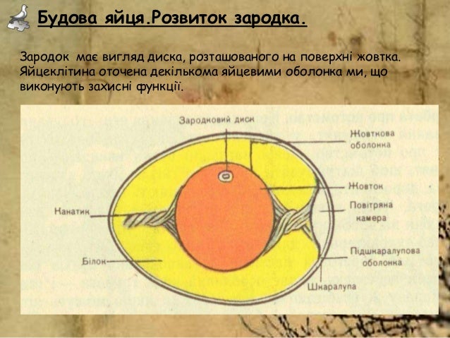 Розмноження та розвиток птахів
