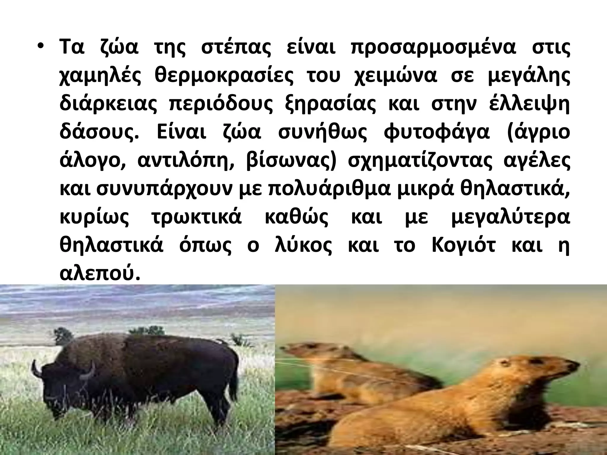 στεπα | PPT