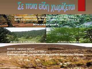 ορεινή βλάστηση | PPT