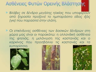 ορεινή βλάστηση | PPT