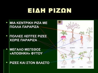 ΦΥΤΑ | PPT
