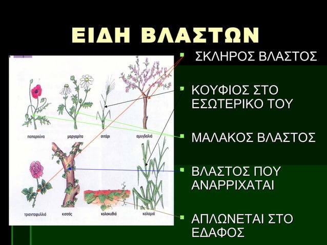 ΦΥΤΑ | PPT