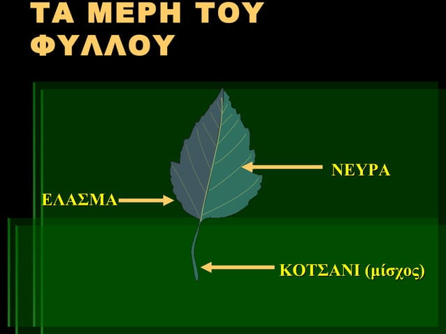 ΦΥΤΑ | PPT