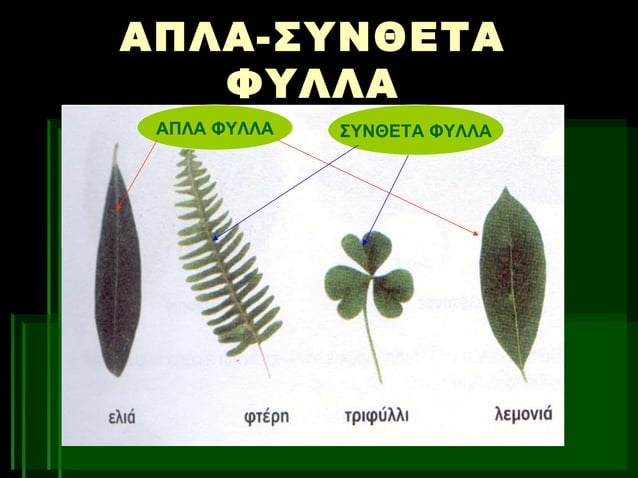 ΦΥΤΑ | PPT