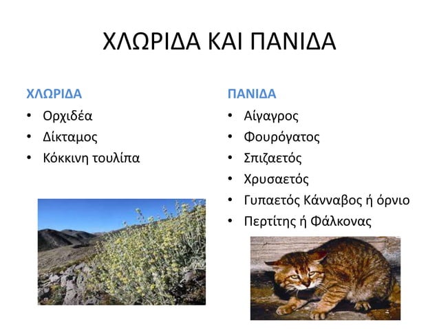 Λευκα ορη | PPT