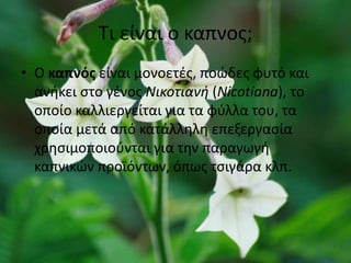 ιστορία του καπνού | PPT