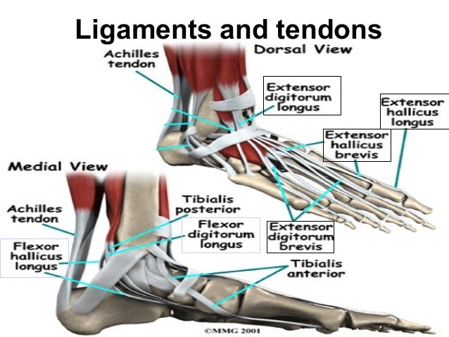 Hindfoot injury