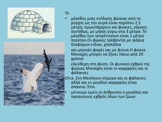 η φώκια μοναχός της μεσογείουπεριγραφη | PPT