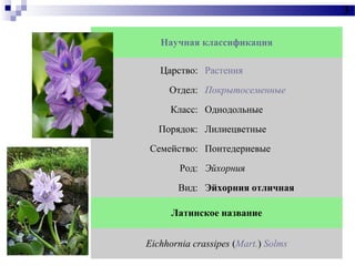 флюрик | PPT